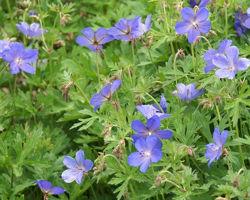 Geranium Johnson's Blue | Bluestone Perennials