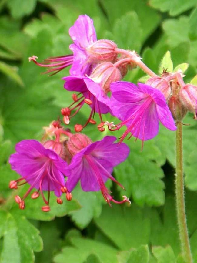 Geranium Macrorrhizum | Bluestone Perennials