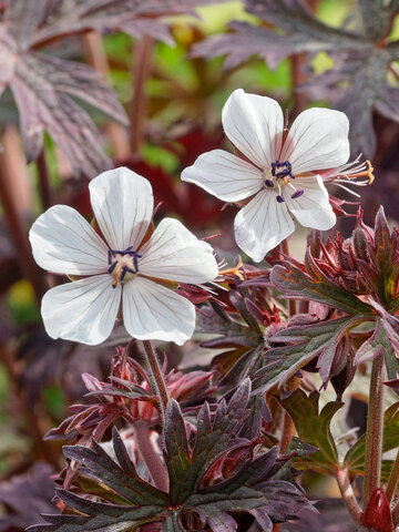 Geranium Midnight Ghost | Bluestone Perennials