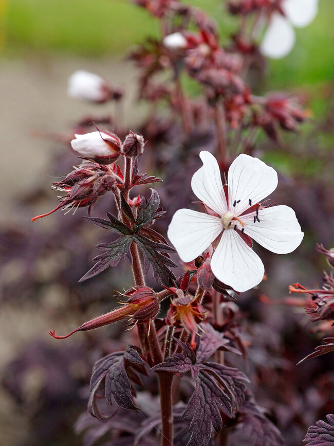 Geranium Midnight Ghost | Bluestone Perennials