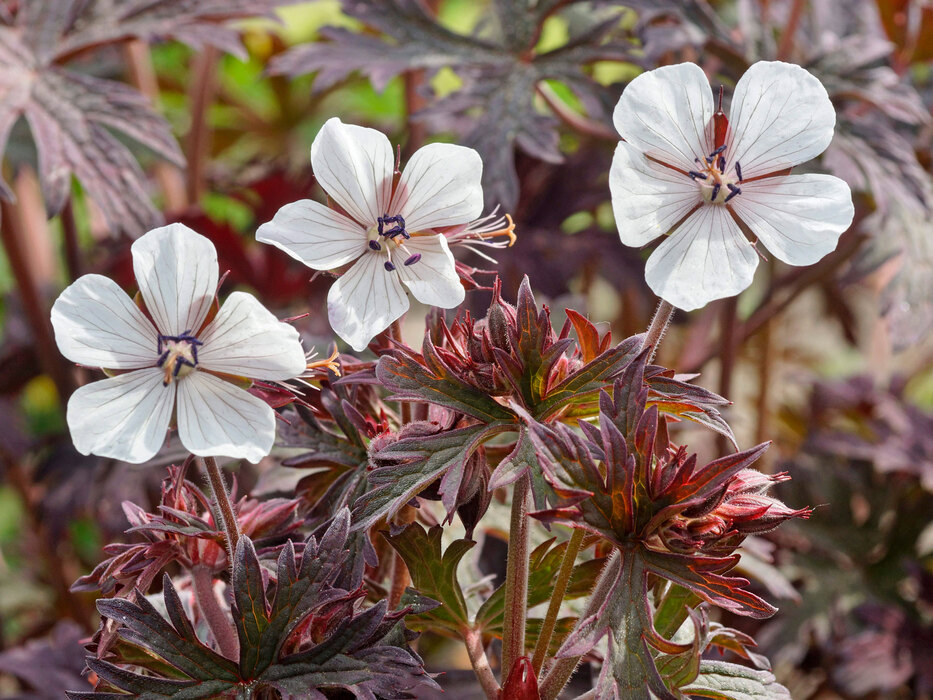 Geranium Midnight Ghost | Bluestone Perennials