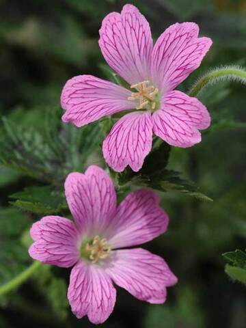 Geranium Miss Heidi | Bluestone Perennials