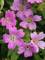 Geranium Miss Heidi -- Bluestone Perennials