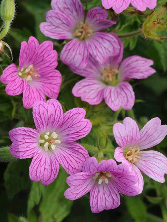 Geranium Miss Heidi | Bluestone Perennials