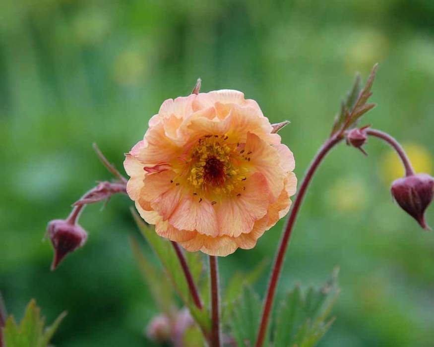 Geum Mai Tai | Bluestone Perennials