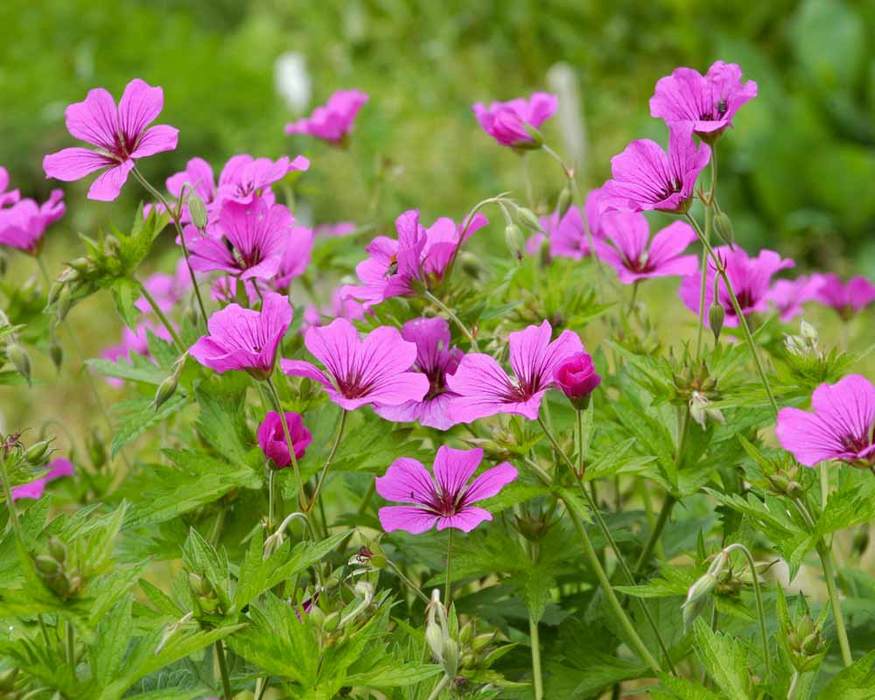 Geranium Patricia | Bluestone Perennials