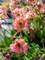 Geum Pretticoats Peach -- Bluestone Perennials