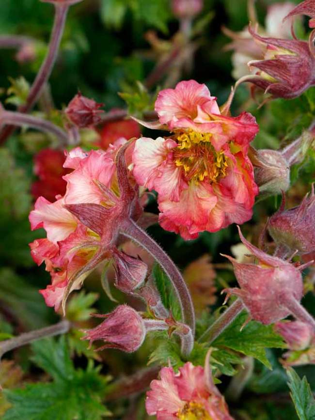 Geum Pretticoats Peach | Bluestone Perennials