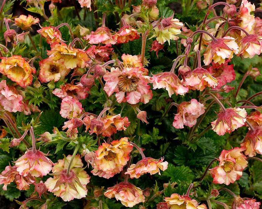 Geum Pretticoats Peach | Bluestone Perennials