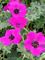 Geranium Purple Who -- Bluestone Perennials