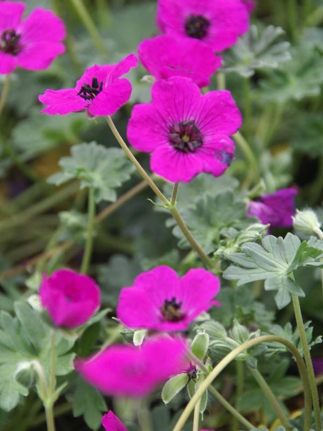 Geranium Purple Who | Bluestone Perennials