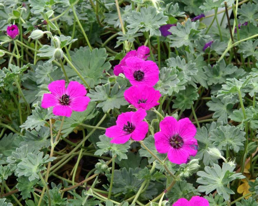 Geranium Purple Who | Bluestone Perennials