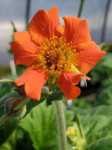 Geum Rustico Orange | Bluestone Perennials