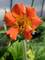 Geum Rustico Orange -- Bluestone Perennials