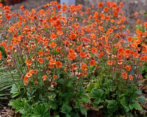 Geum Rustico Orange | Bluestone Perennials
