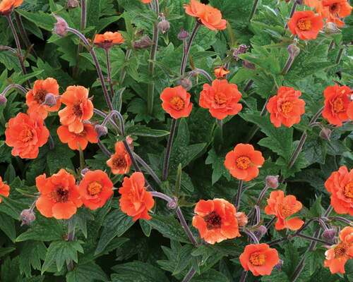 Geum Rustico Orange | Bluestone Perennials