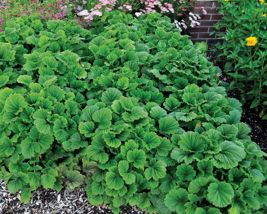 Geum Rustico Orange | Bluestone Perennials