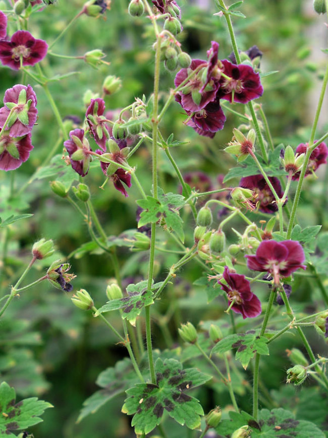 Geranium Samobor | Bluestone Perennials