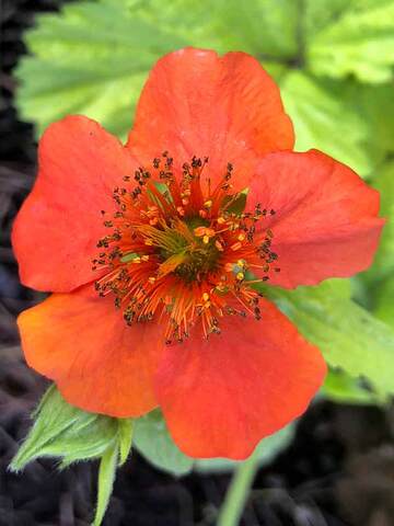 Geum Sunkissed Lime | Bluestone Perennials