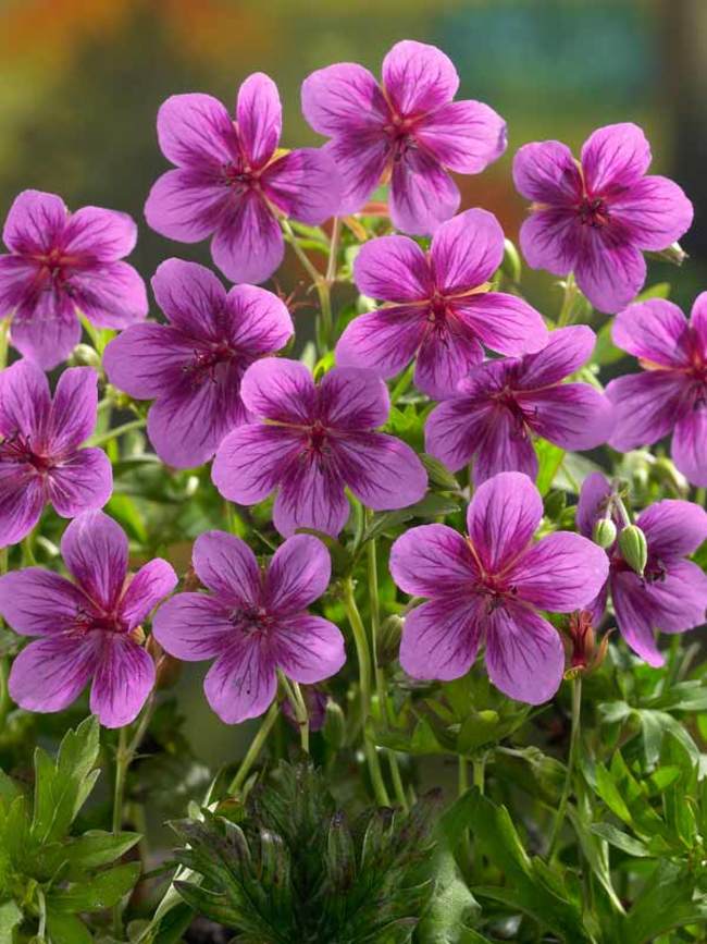 Geranium Starman | Bluestone Perennials