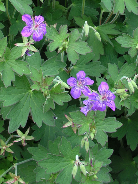 Product Viewer - Geranium Wlassovianum