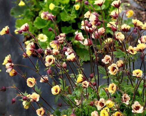 Geum Tempo Yellow | Bluestone Perennials