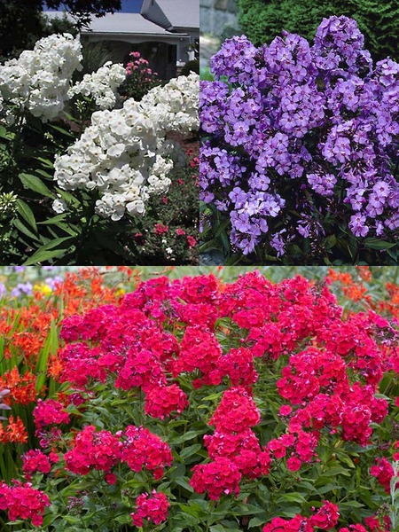 Product Viewer - Phlox Trio