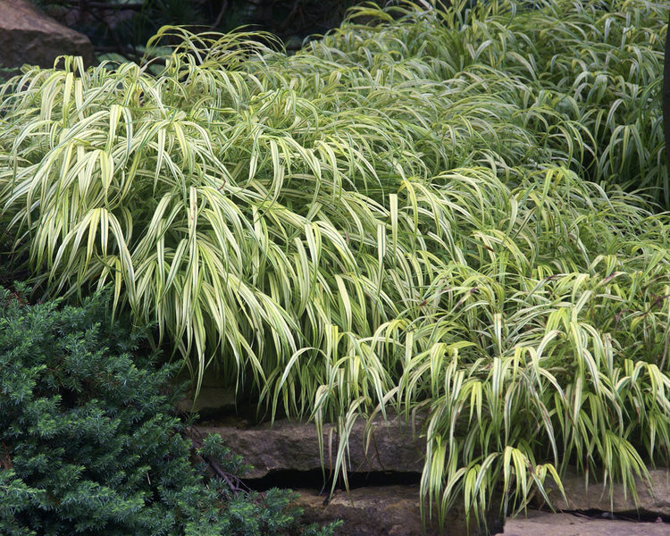 Product Viewer - Hakonechloa Aureola