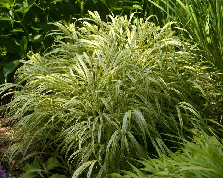 Product Viewer - HAKONECHLOA AUREOLA