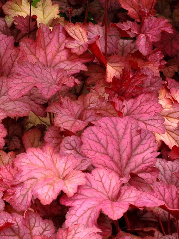 Heuchera Berry Smoothie | Bluestone Perennials