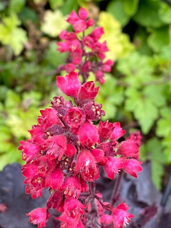 Heuchera Black Forest Cake | Bluestone Perennials