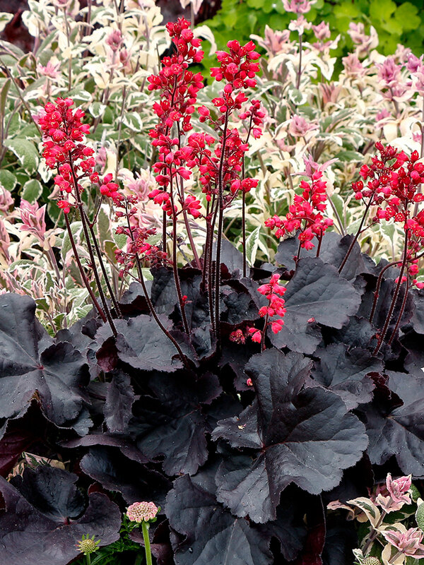 Heuchera Black Forest Cake | Bluestone Perennials