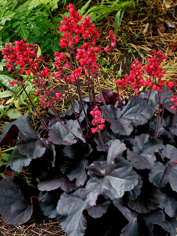 Heuchera Black Forest Cake | Bluestone Perennials