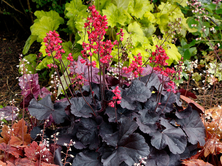 Heuchera Black Forest Cake | Bluestone Perennials