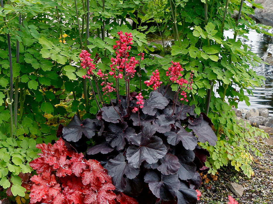 Heuchera Black Forest Cake | Bluestone Perennials