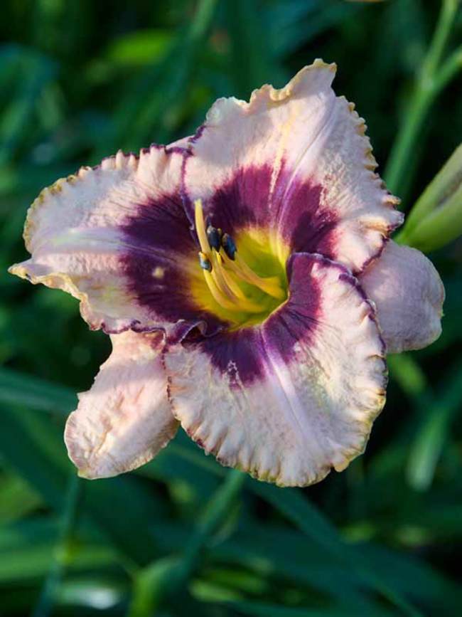 Hemerocallis Daring Deception | Bluestone Perennials