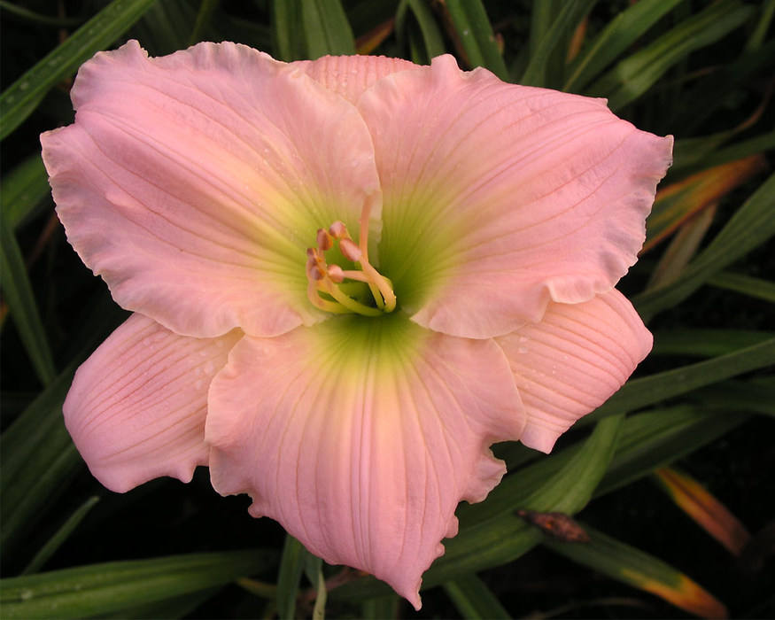 Hemerocallis Barbara Mitchell | Bluestone Perennials