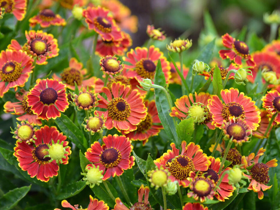Helenium Bandera | Bluestone Perennials