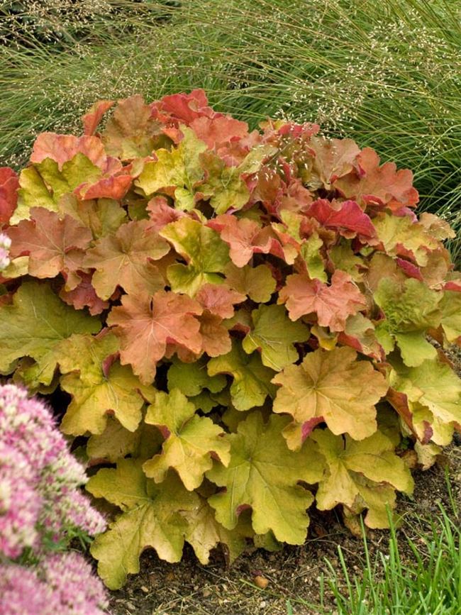 Heuchera Caramel | Bluestone Perennials