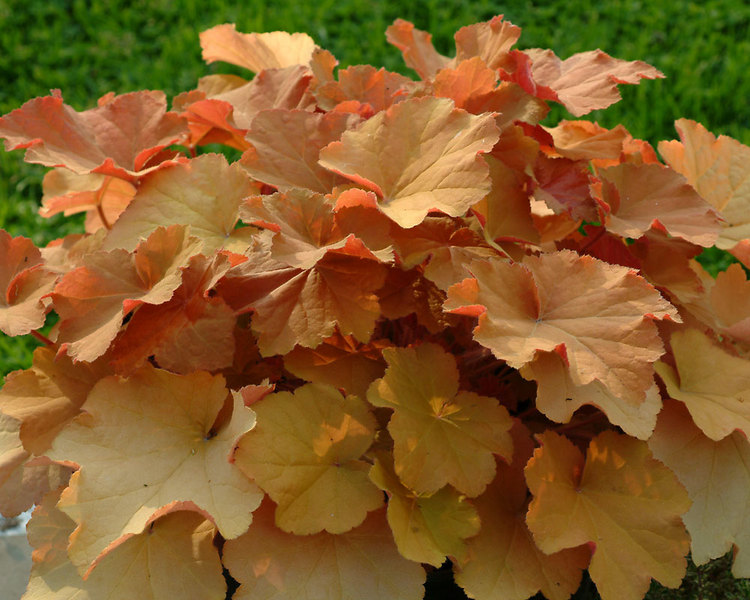 Product Viewer - Heuchera Caramel