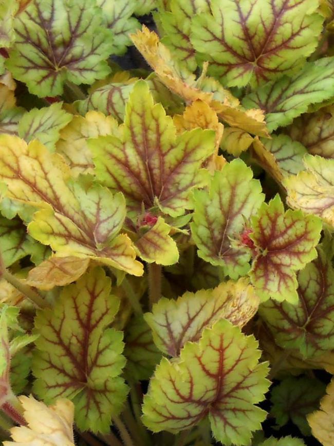 Heuchera Circus | Bluestone Perennials