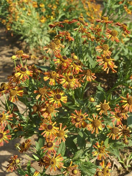 Product Viewer - Helenium Carnival