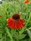 Helenium x Dancing Flames -- Bluestone Perennials