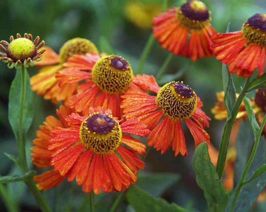 Helenium Dancing Flames | Bluestone Perennials