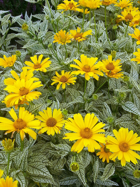 Product Viewer - Heliopsis Double Sunstruck
