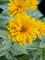 Heliopsis Double Sunstruck -- Bluestone Perennials