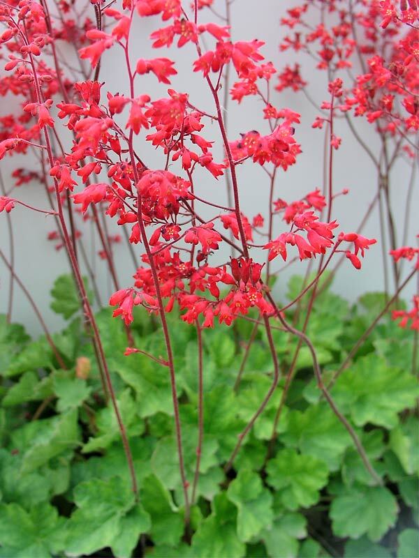 Heuchera Firefly | Bluestone Perennials