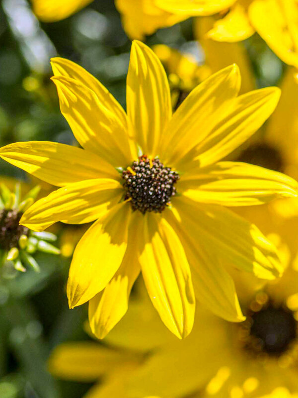Helianthus Autumn Gold | Bluestone Perennials