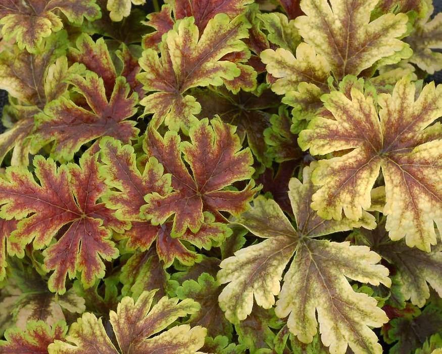 Heucherella Gold Zebra | Bluestone Perennials