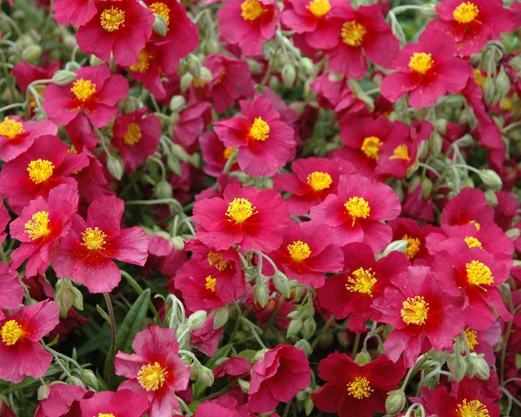 Product Viewer - Hemerocallis Handwriting On The Wall